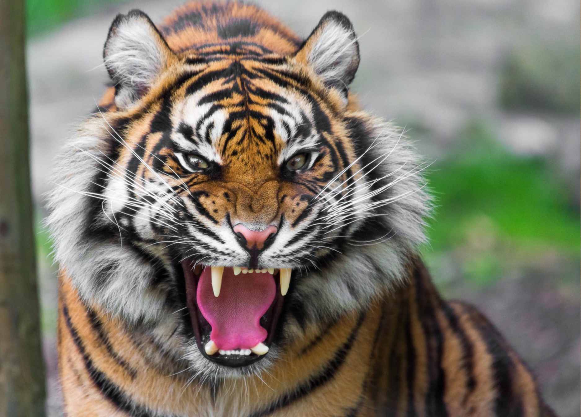 نمر يلتهم طفلة في قرية مصرية